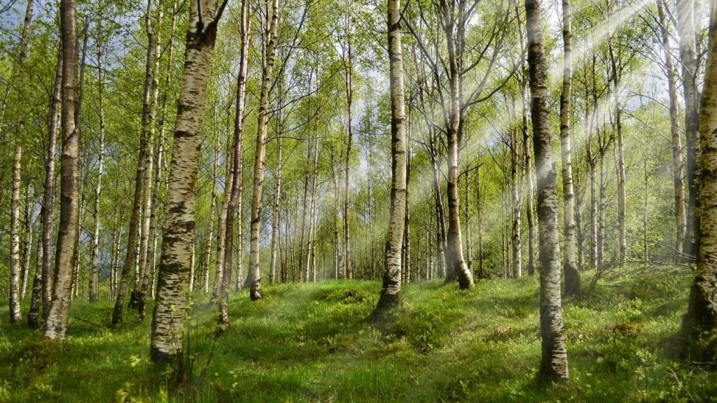 En 20 años, Argentina perdió casi medio millón de hectáreas de bosque ...
