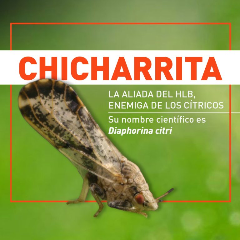 Alerta en cítricos por la aparición en Tucumán de chicharritas ...