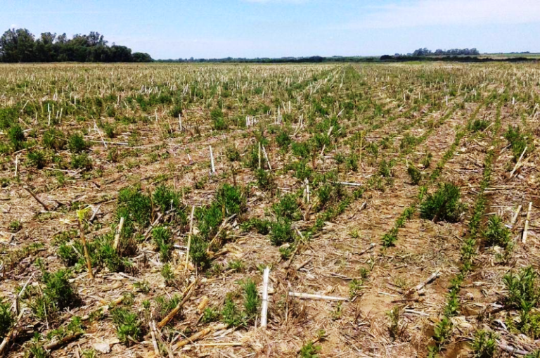 La clave de una siembra con más rindes está en un buen barbecho ...