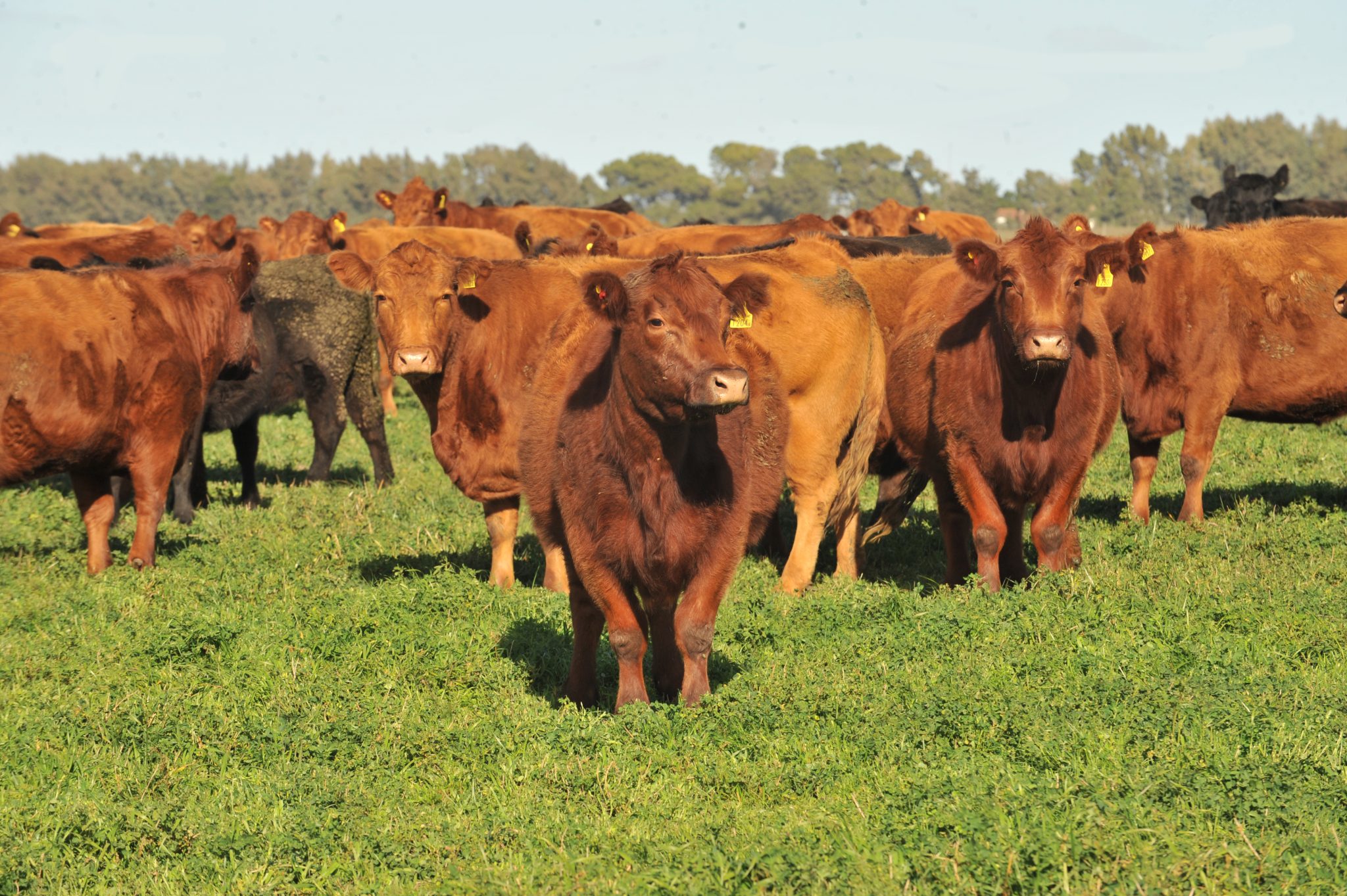 El Inta Venado Tuerto festeja los 20 años del programa de Cría Bovina ...