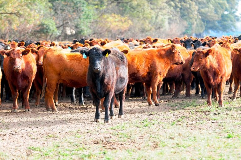 CRIA INTENSIVA – Noticias AgroPecuarias