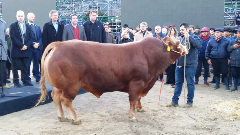 Un toro Limousin fue el primer animal que ingreso a La Rural – Noticias ...