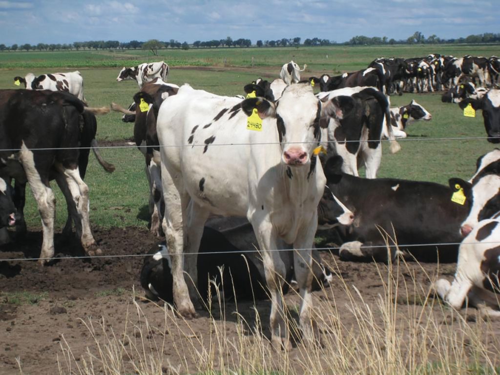 El Inta desarrolló la primera vacuna del mundo para combatir el virus ...