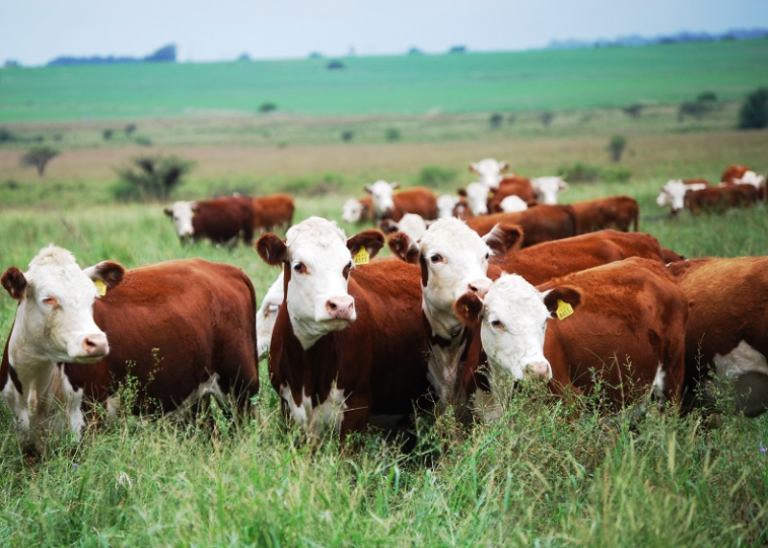 La faena de hembras supero el 47% en 2025 – Noticias AgroPecuarias