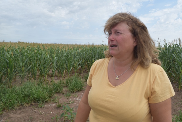 Luego de 10 años, encontró la solución a los lotes sódicos del sur ...