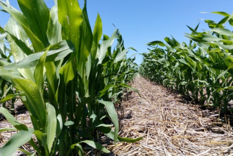 El maíz tardío 24/25 podría cubrir el 12% del área maicera total en ...