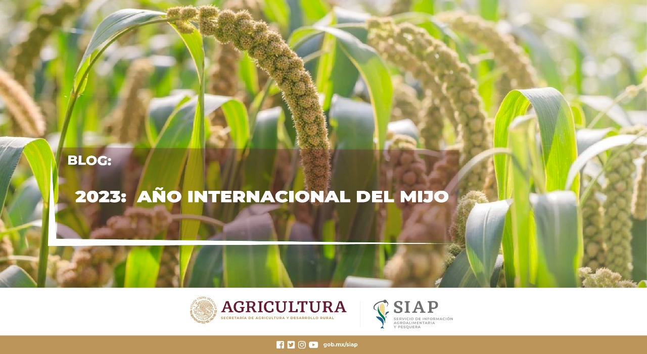 mijo año – Noticias AgroPecuarias