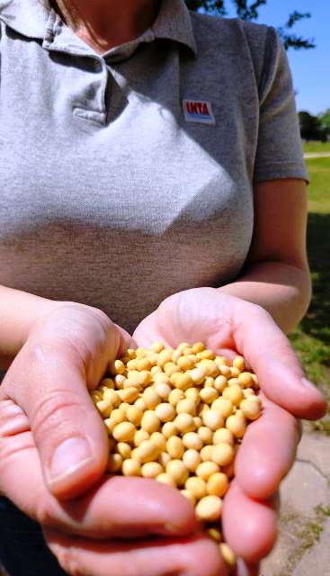 El INTA describió el genoma completo de una variedad de soja no ...