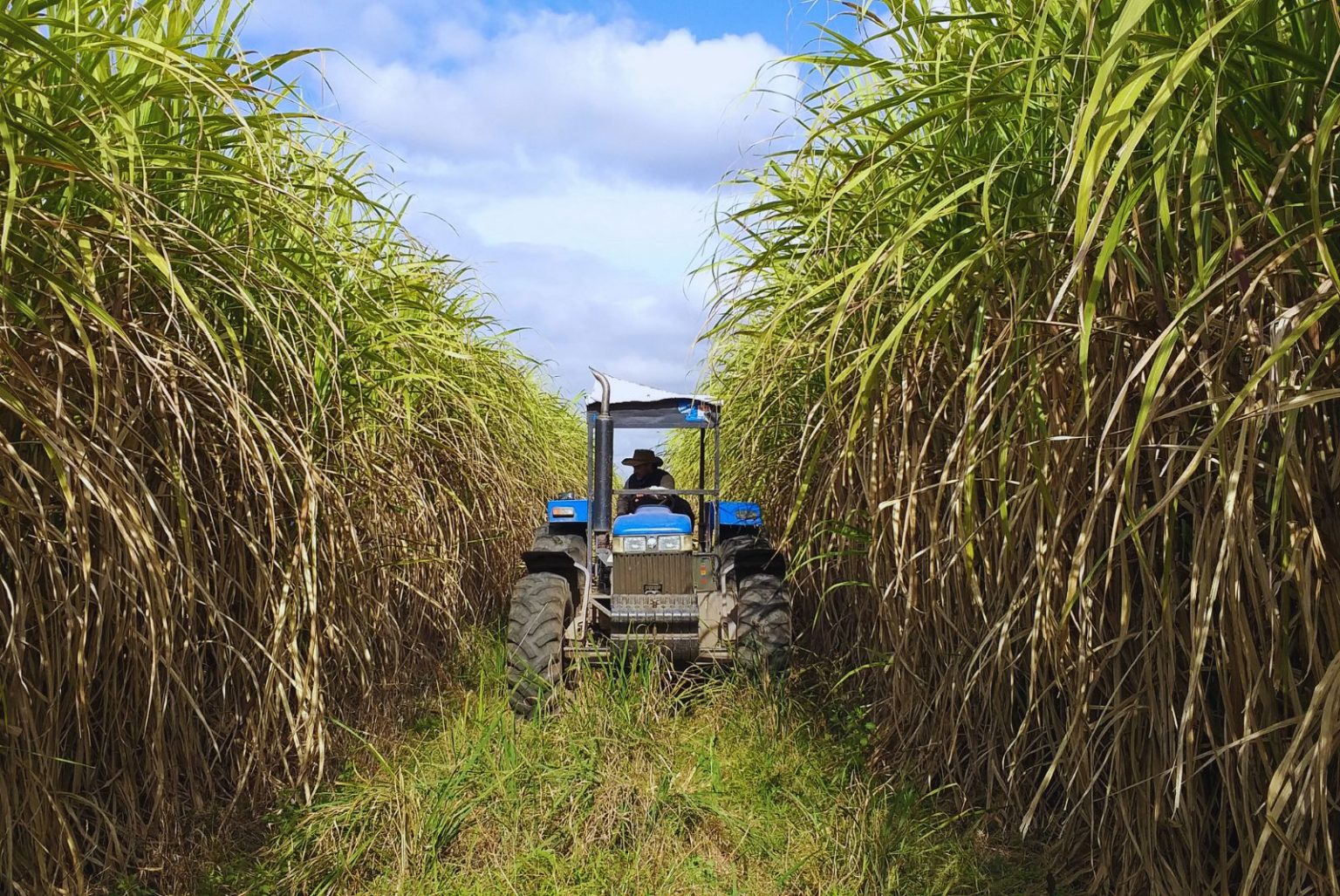 Presentan 2 nuevas variedades de caña de azúcar – Noticias AgroPecuarias