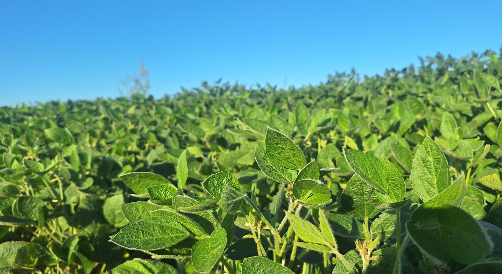 Mejora el rinde de la soja en la zona nucleo – Noticias AgroPecuarias