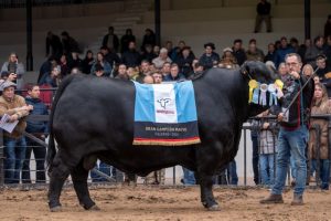 El Gran Campeñón Macho de Angus fue para el Box 161 Padrino – Noticias ...