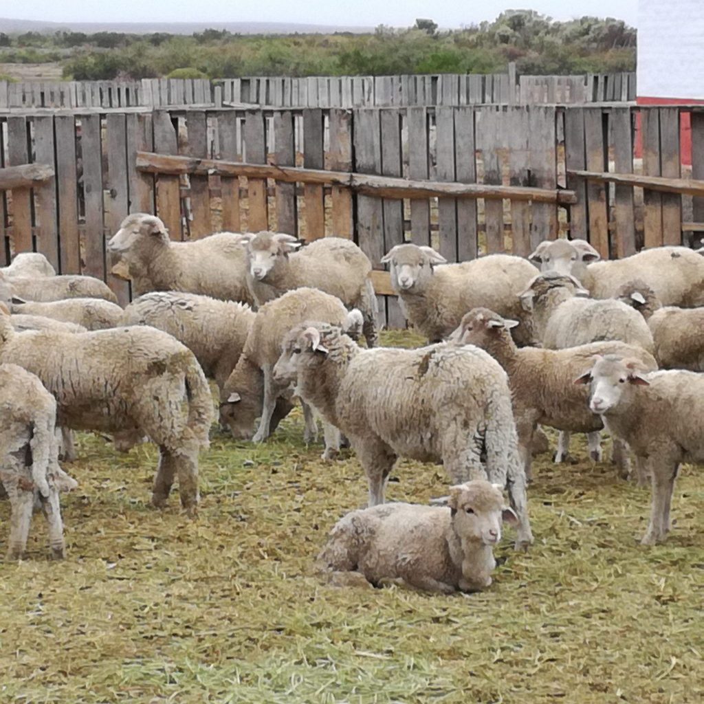 La oveja de refugo abre un nuevo nicho de exportación en Entre Ríos ...