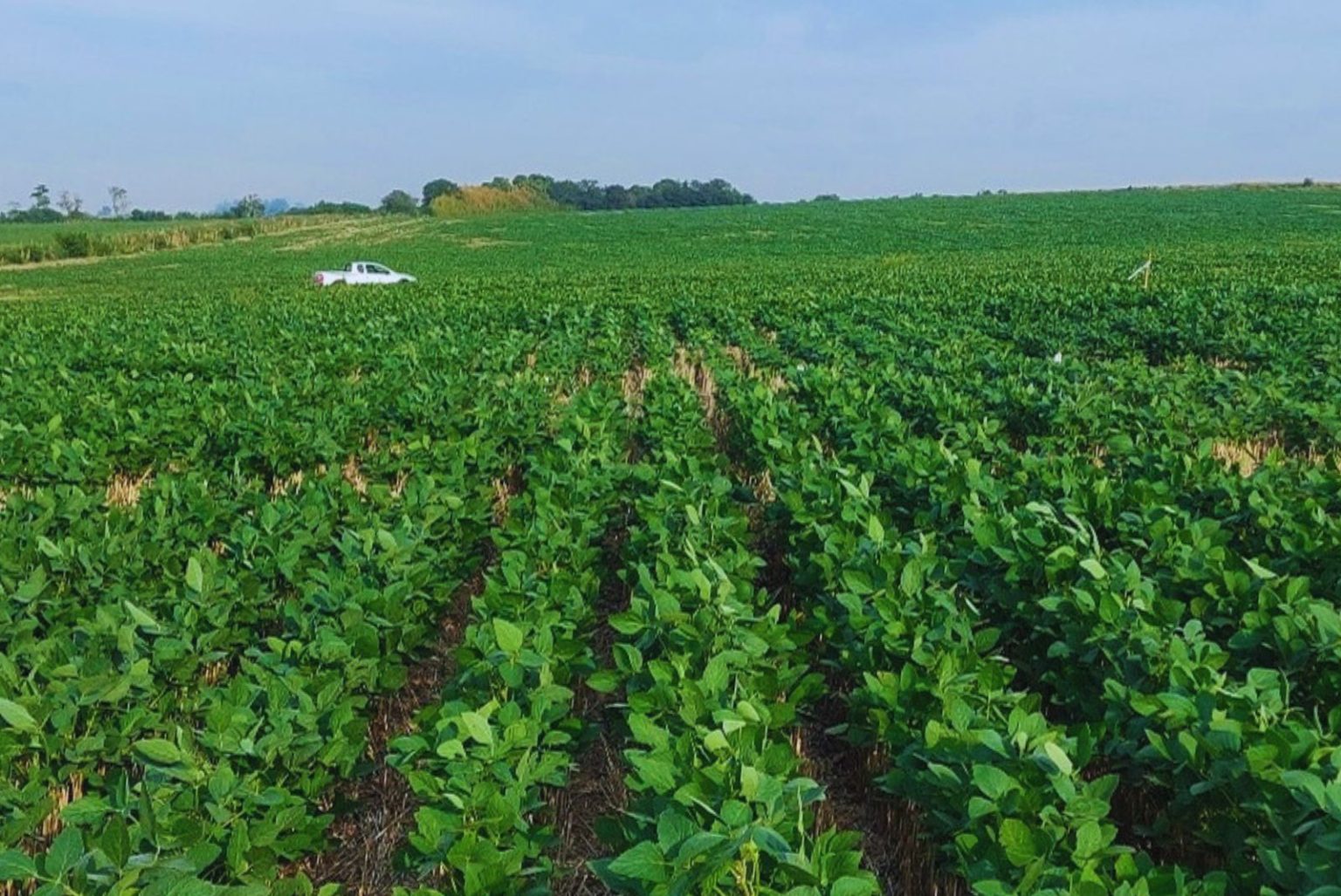 La siembra de soja está próxima a finalizar – Noticias AgroPecuarias
